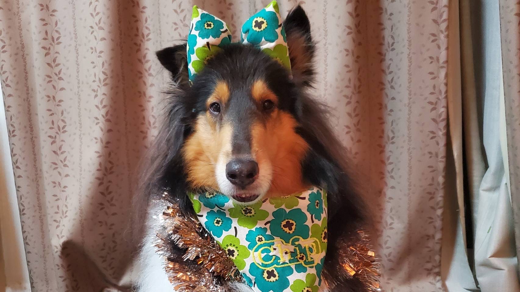 コリーズ | Collies' Field&Cafe