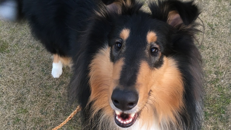 コリーズ | Collies' Field&Cafe